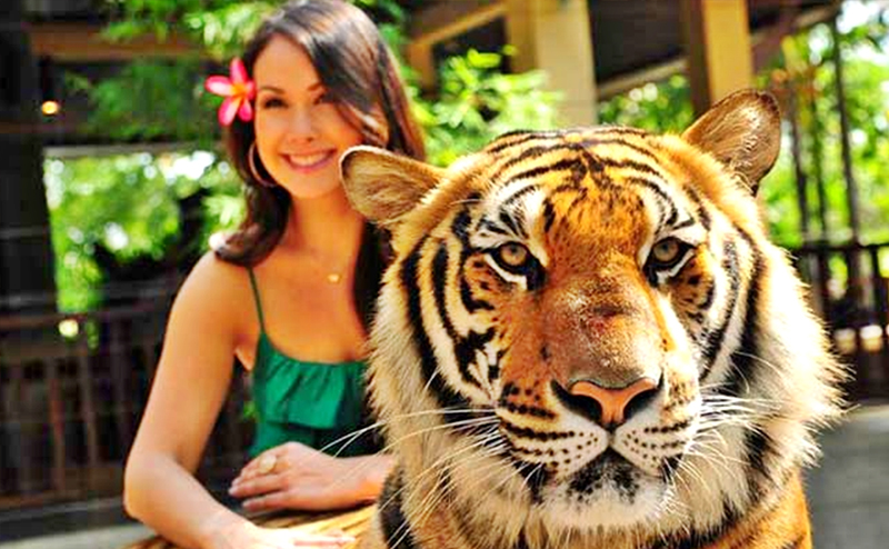 Phuket Tiger Kingdom - Phuket Premium Travel